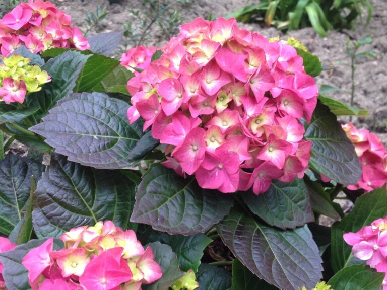 Services – Betsy Bass