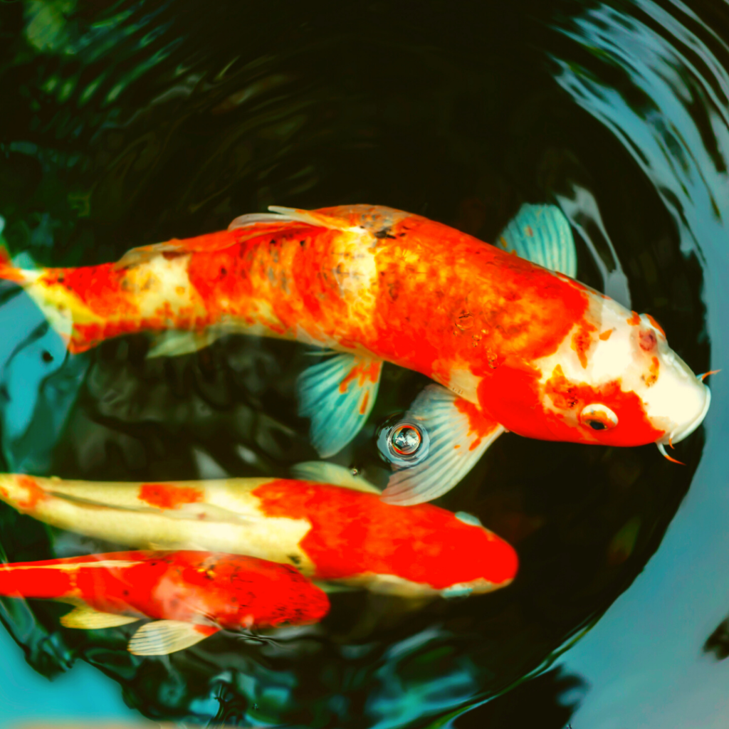Soul Realignment Reading – Betsy Bass